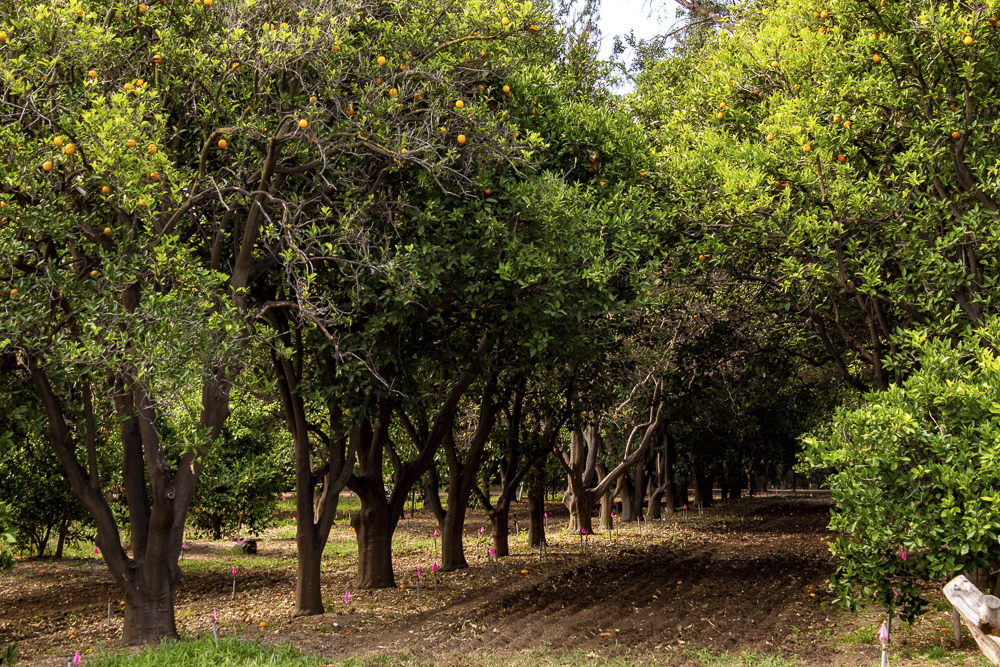 San Fernando Valley's Vanishing Orange Groves - Creative Property ...